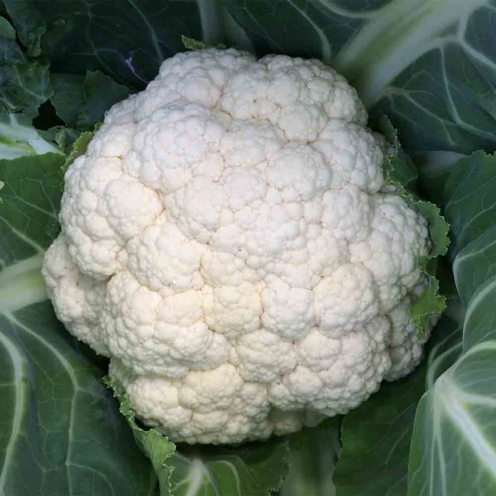 Vegetable seeds - marvelseeds.nl