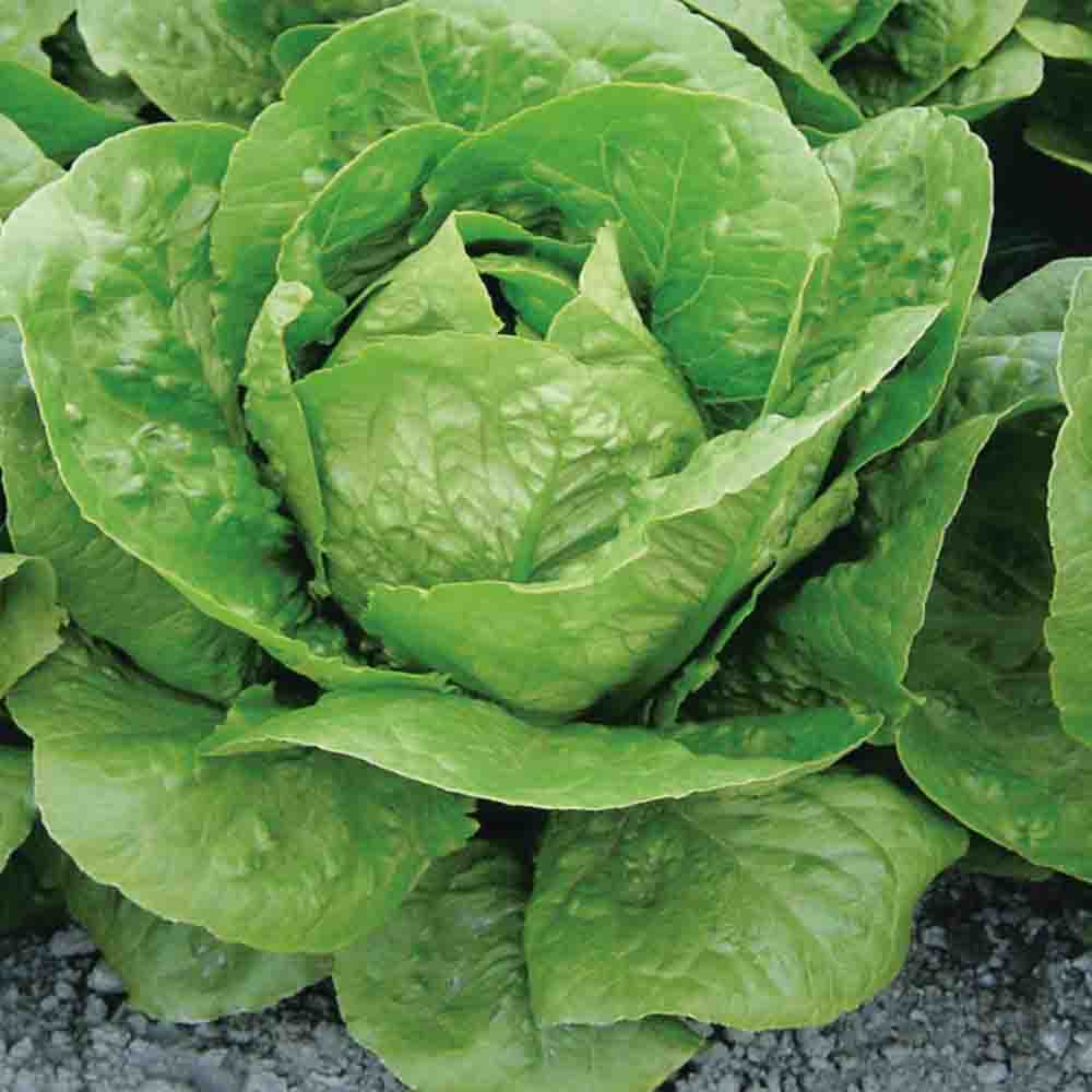 Vegetable seeds - marvelseeds.nl