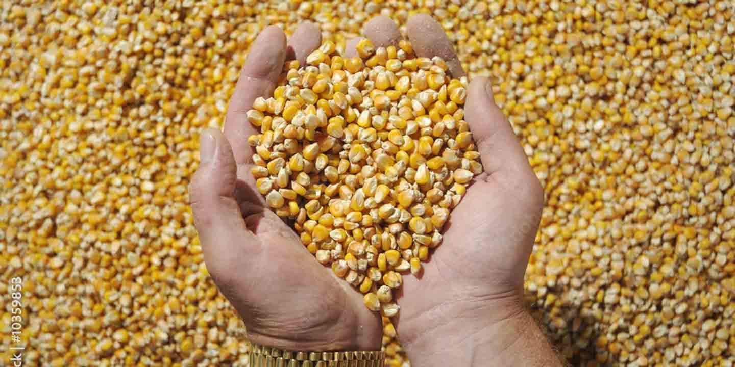 Agronomical seeds - marvelseeds.nl