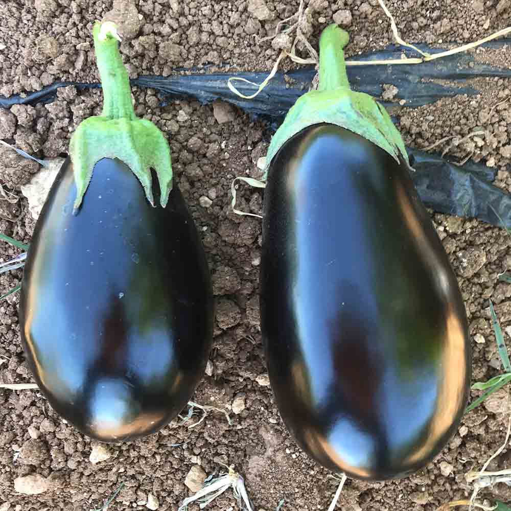 Vegetable seeds - marvelseeds.nl