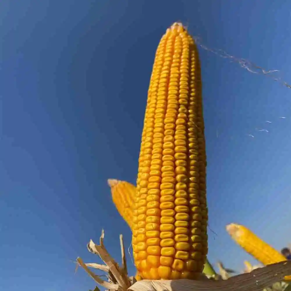 Corn MS077 - marvelseeds.nl