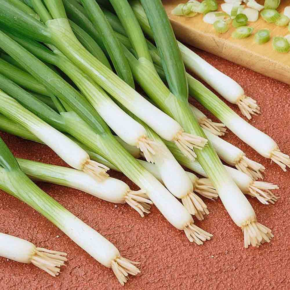 Vegetable seeds - marvelseeds.nl