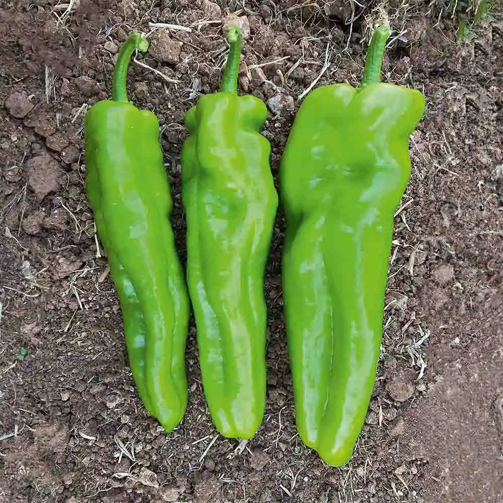 Sweet Pepper MS089 - marvelseeds.nl